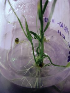 genetičko inženjerstvo | Hrvatska tehnička enciklopedija